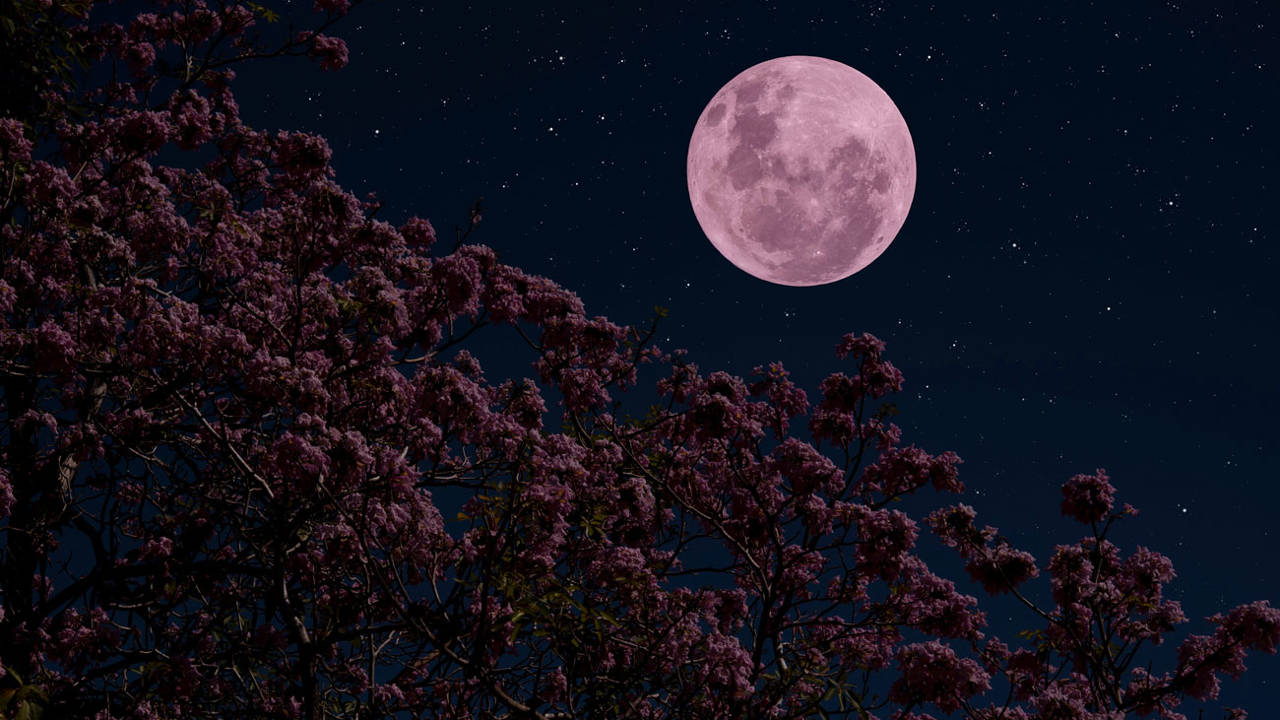 Luna llena en Escorpio: ¿Qué le trae a cada signo la famosa Luna Rosa ...
